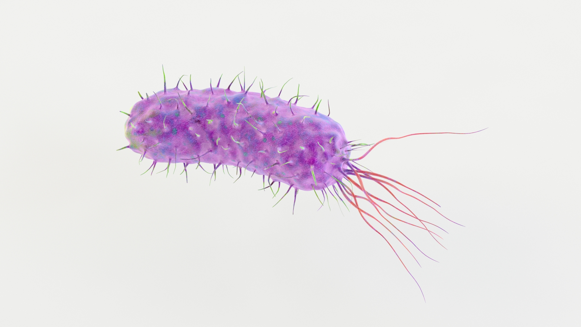 Bacillus 3D Model - TurboSquid 1506619