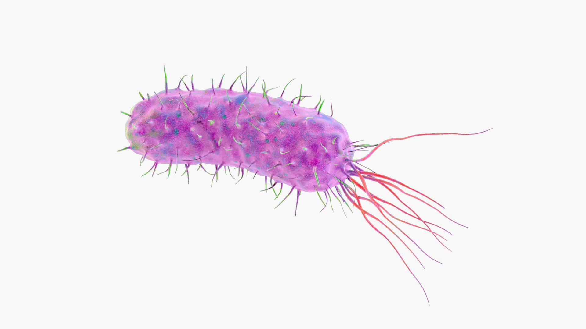 Bacillus 3D Model - TurboSquid 1506619