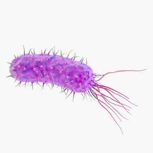 Bacillus 3D Models for Download | TurboSquid