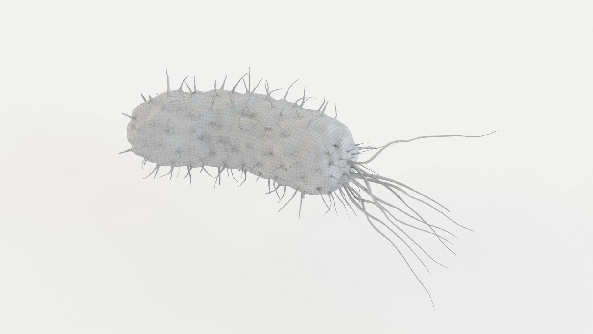 Bacillus 3D Model - TurboSquid 1506619