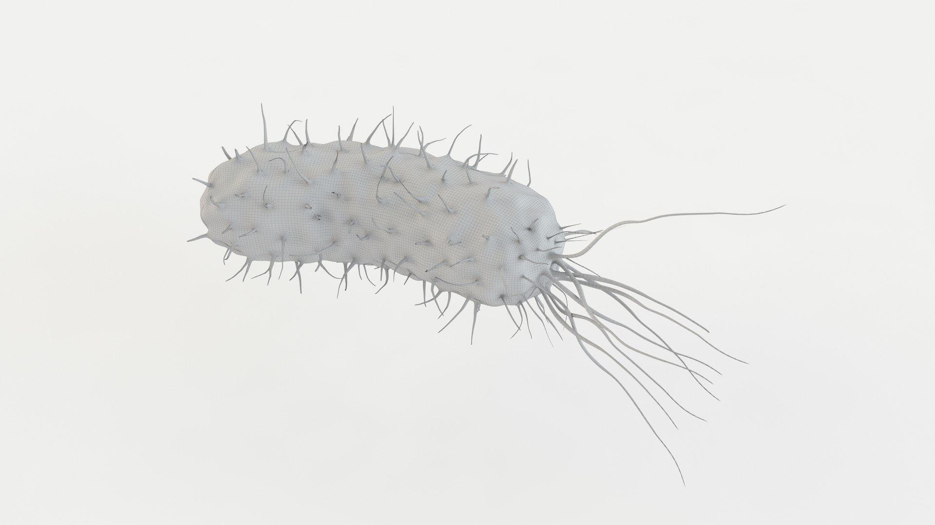 Bacillus 3D Model - TurboSquid 1506619