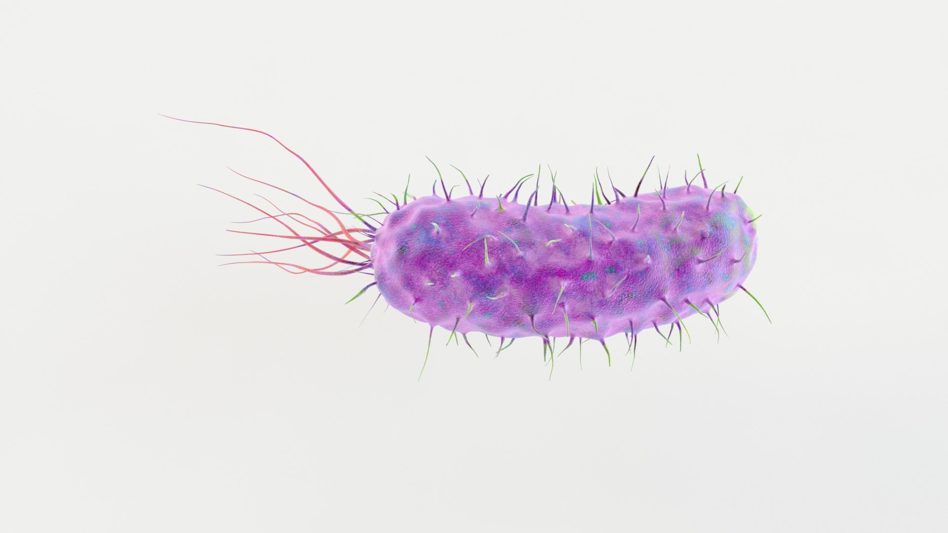 Bacillus 3D Model - TurboSquid 1506619