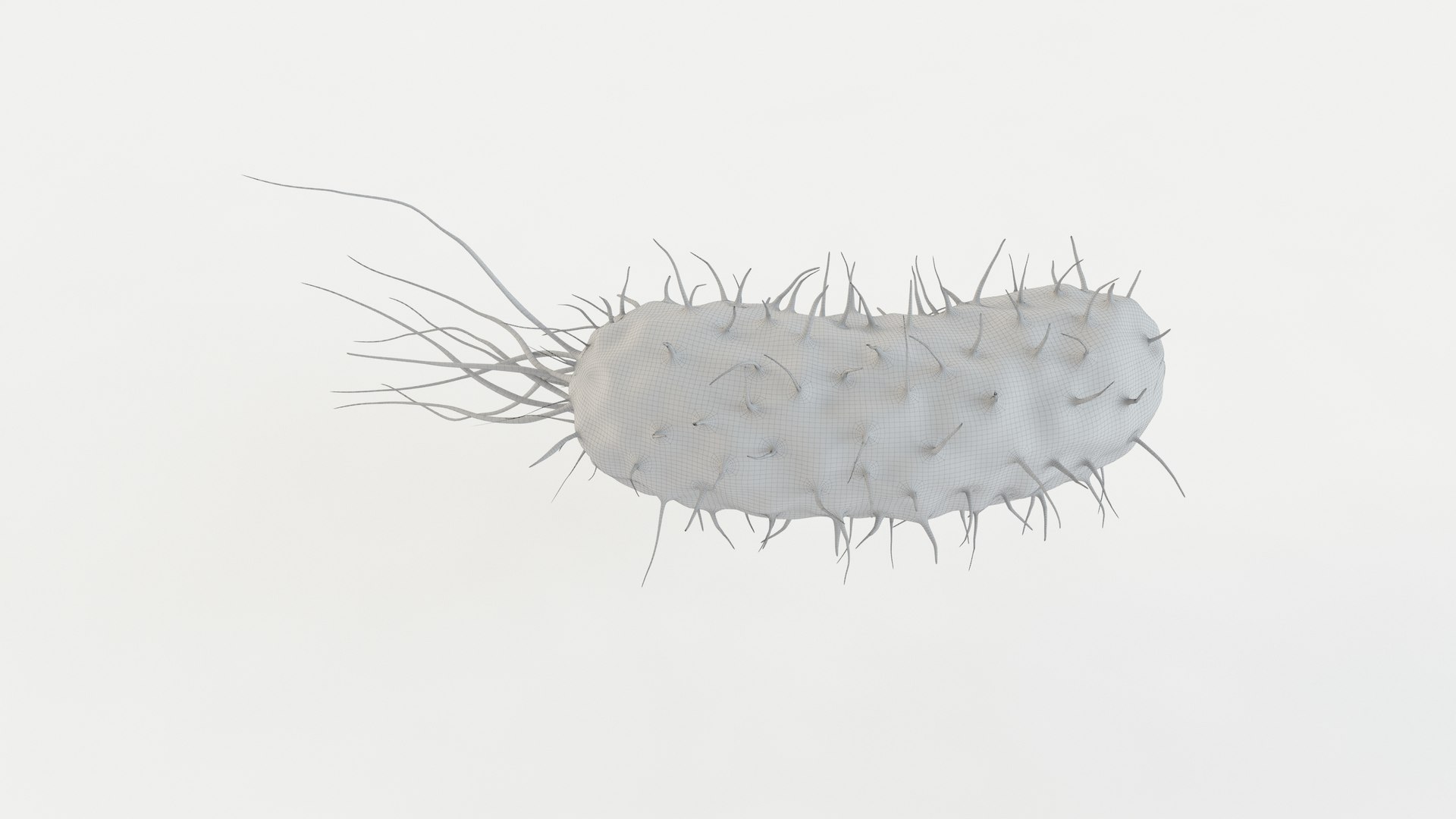 Bacillus 3D Model - TurboSquid 1506619
