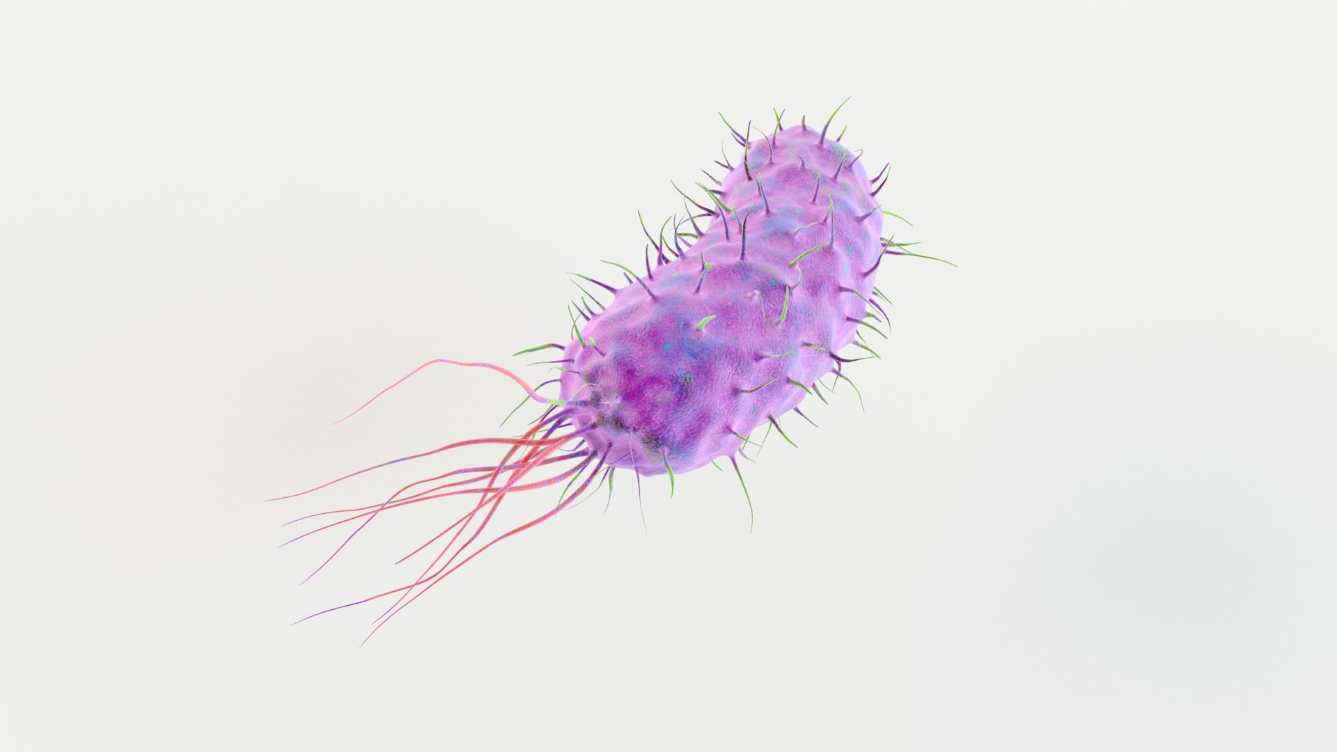 Bacillus 3D Model - TurboSquid 1506619