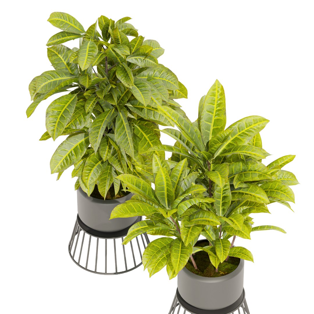 Collection Plant Vol 393 - Indoor - Leaf - Pot - Croton - Blender - 3dmax - Cinema 4d 3D Model ...
