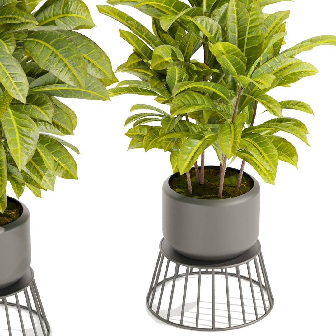 Collection Plant Vol 393 - Indoor - Leaf - Pot - Croton - Blender - 3dmax - Cinema 4d 3D Model ...