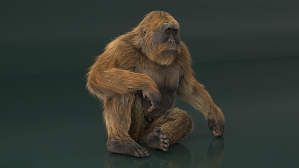modelo 3d Gigantopithecus en pose sentada Piel - TurboSquid 2312393