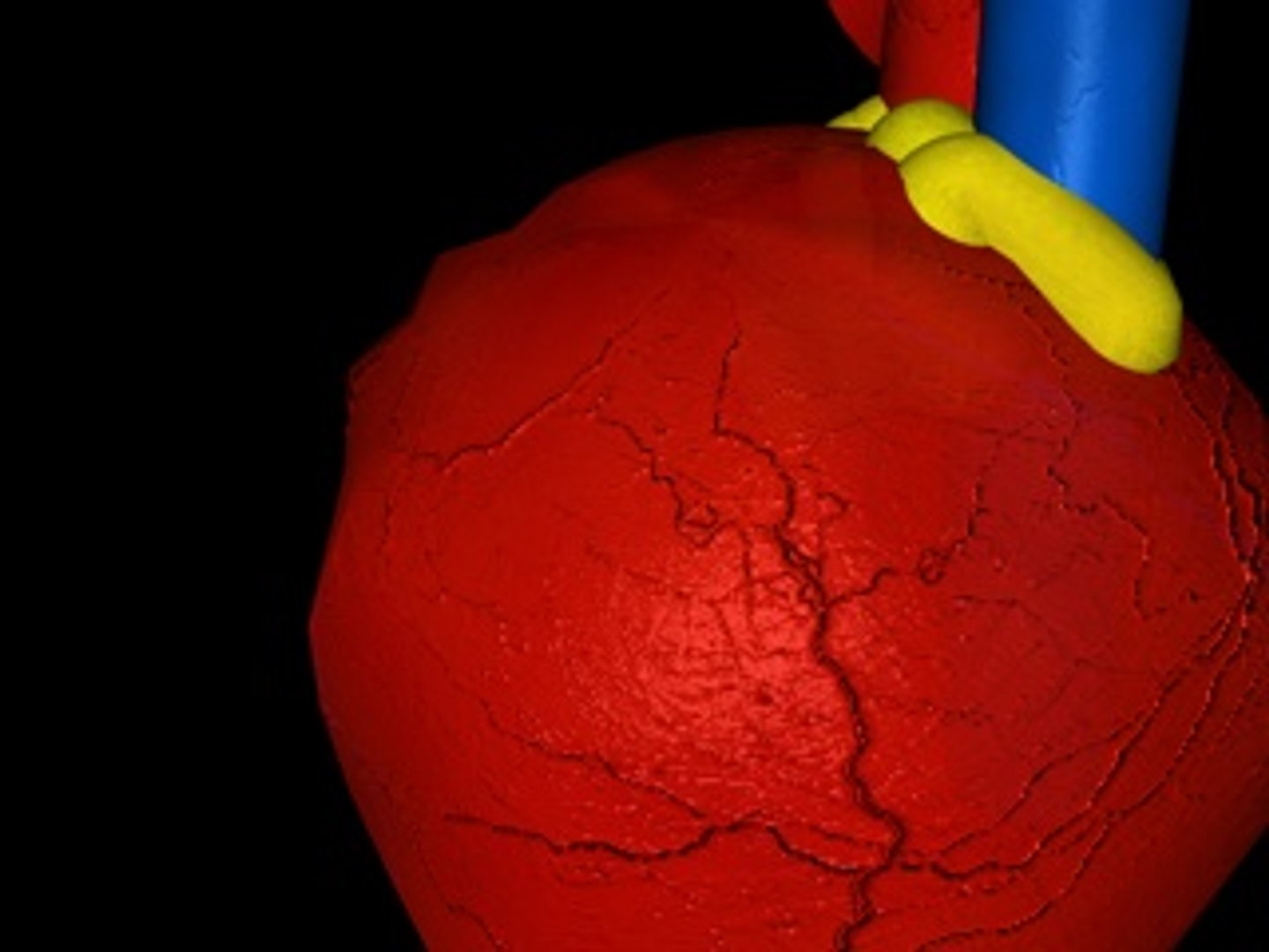 heart internal organ 3d model