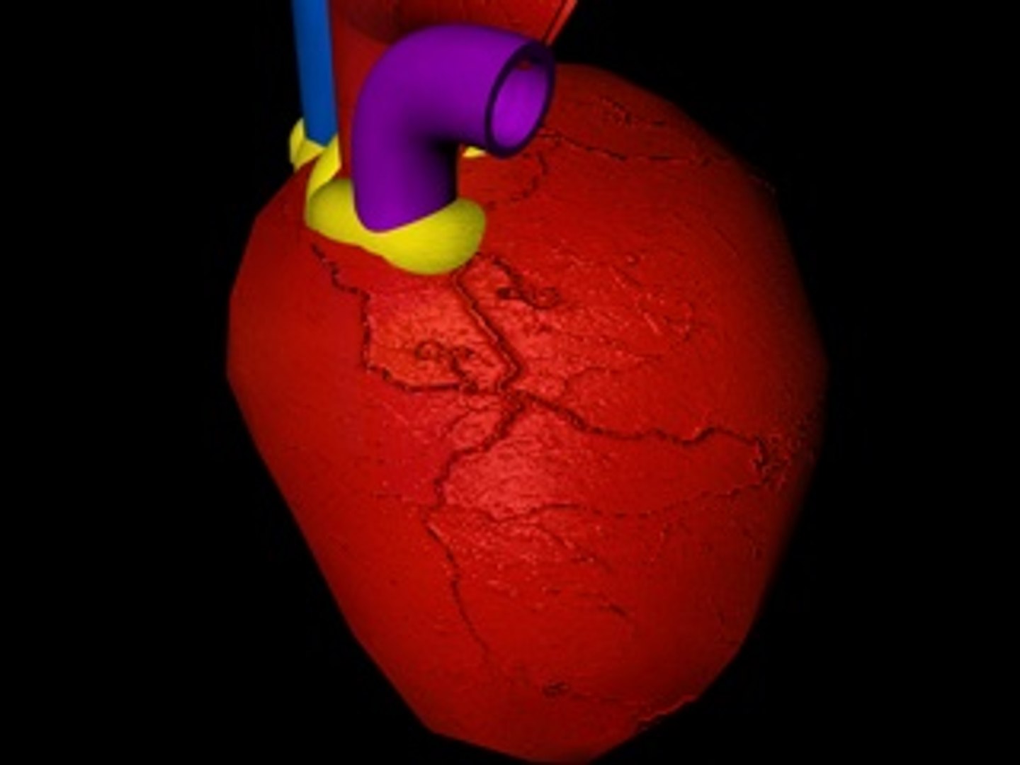 heart internal organ 3d model