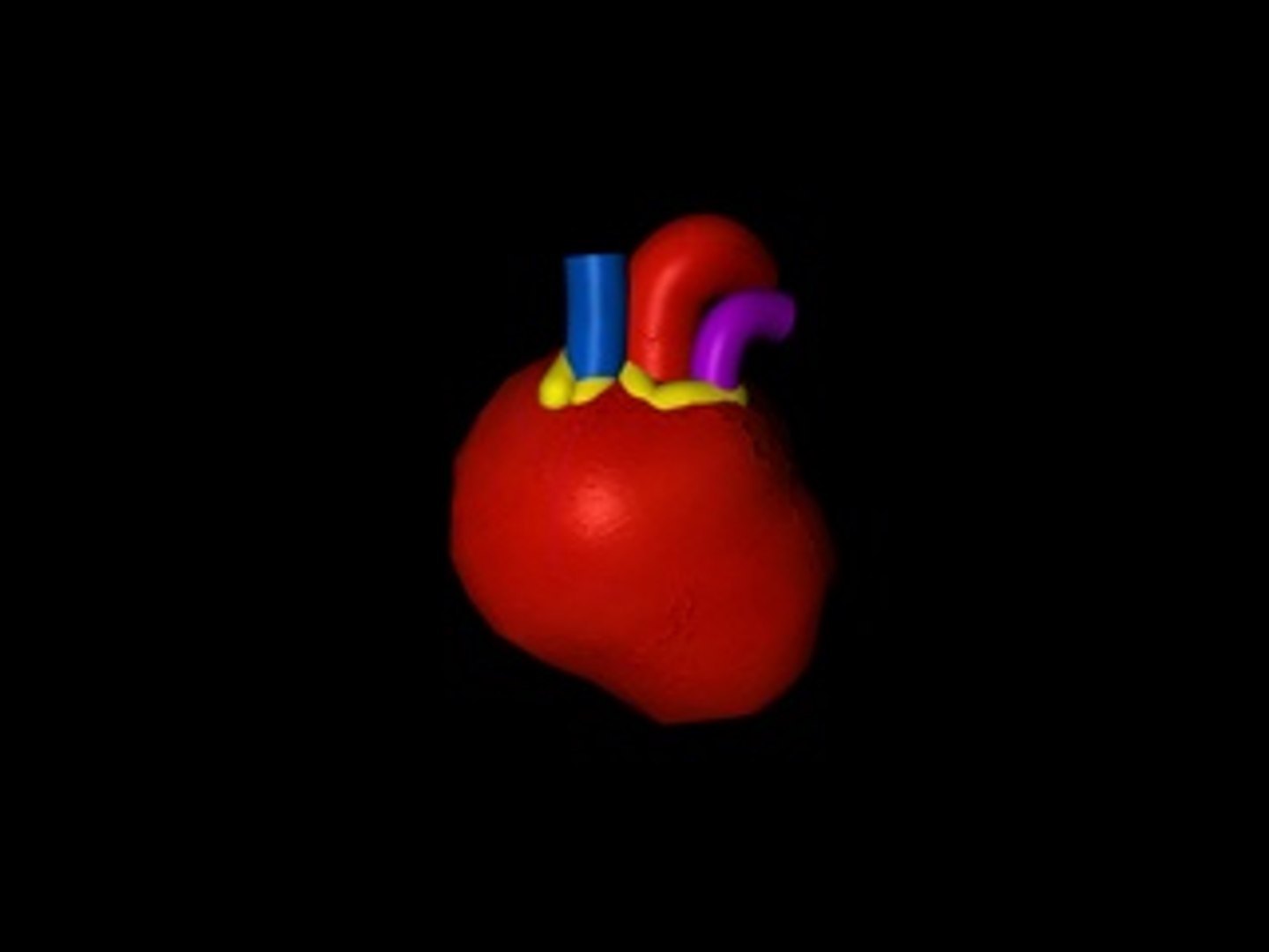 heart internal organ 3d model