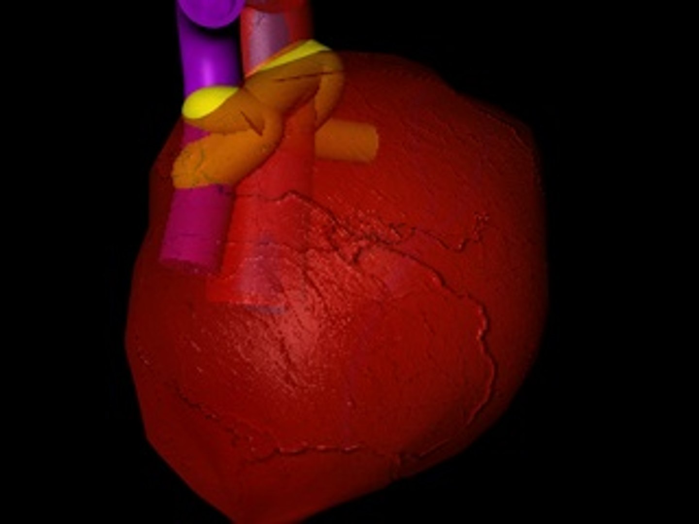 heart internal organ 3d model