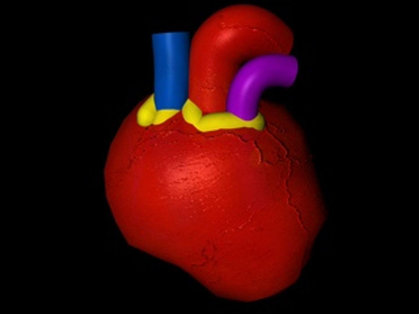 heart internal organ 3d model