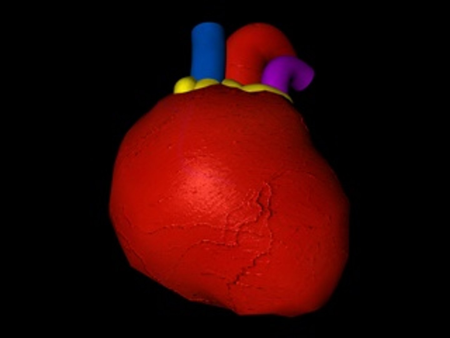 heart internal organ 3d model