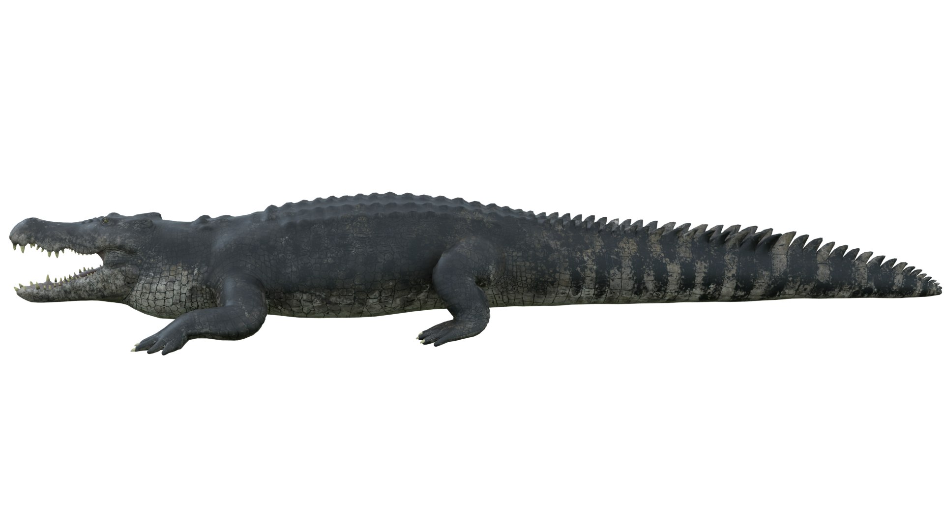 3D Low Poly Crocodile Model - TurboSquid 2283412