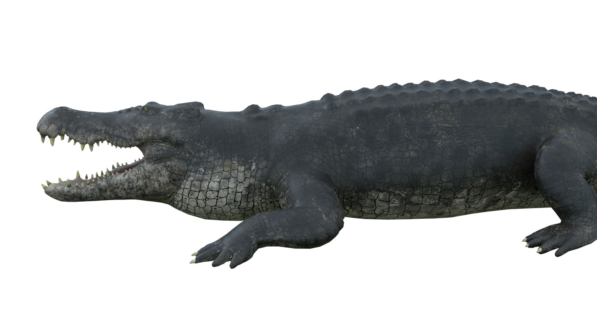 3D Low Poly Crocodile Model - TurboSquid 2283412