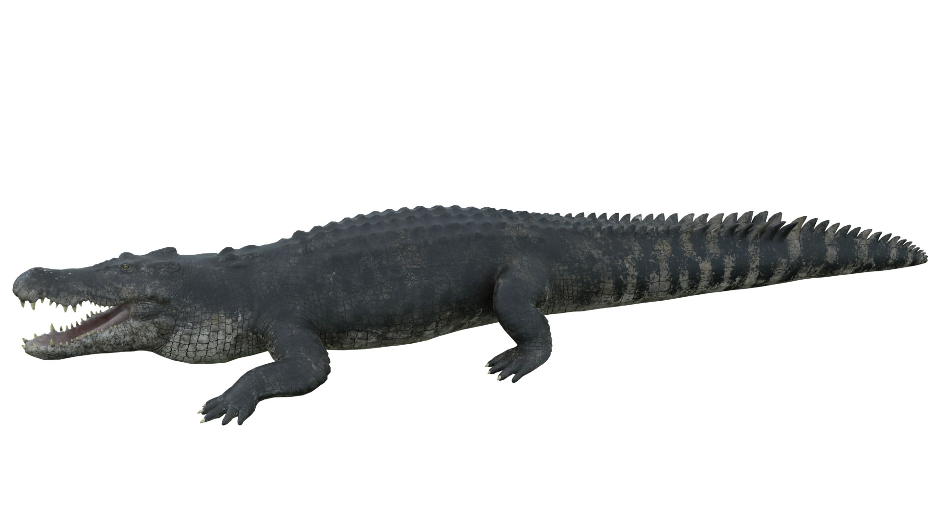 3D Low Poly Crocodile Model - TurboSquid 2283412
