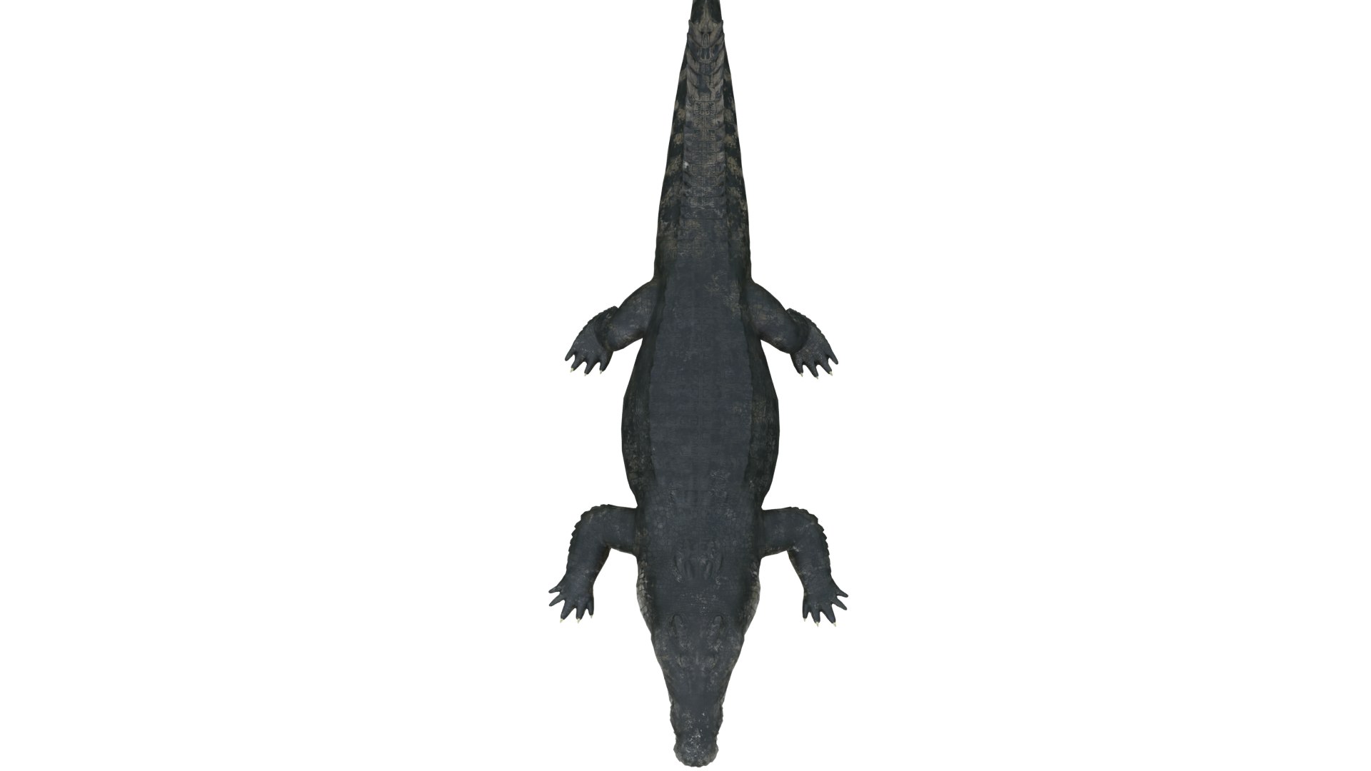 3D Low Poly Crocodile Model - TurboSquid 2283412