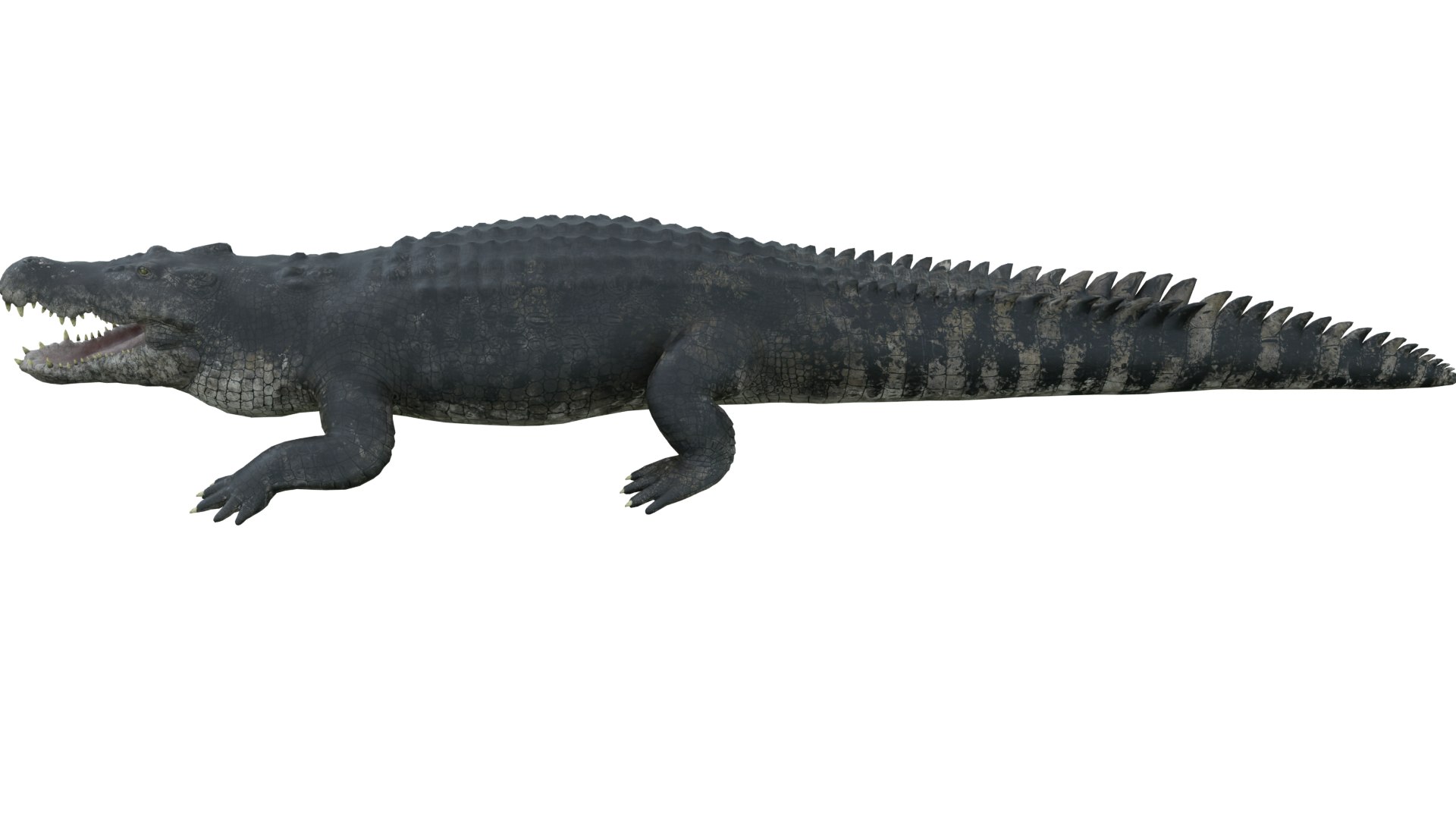 3D Low Poly Crocodile Model - TurboSquid 2283412