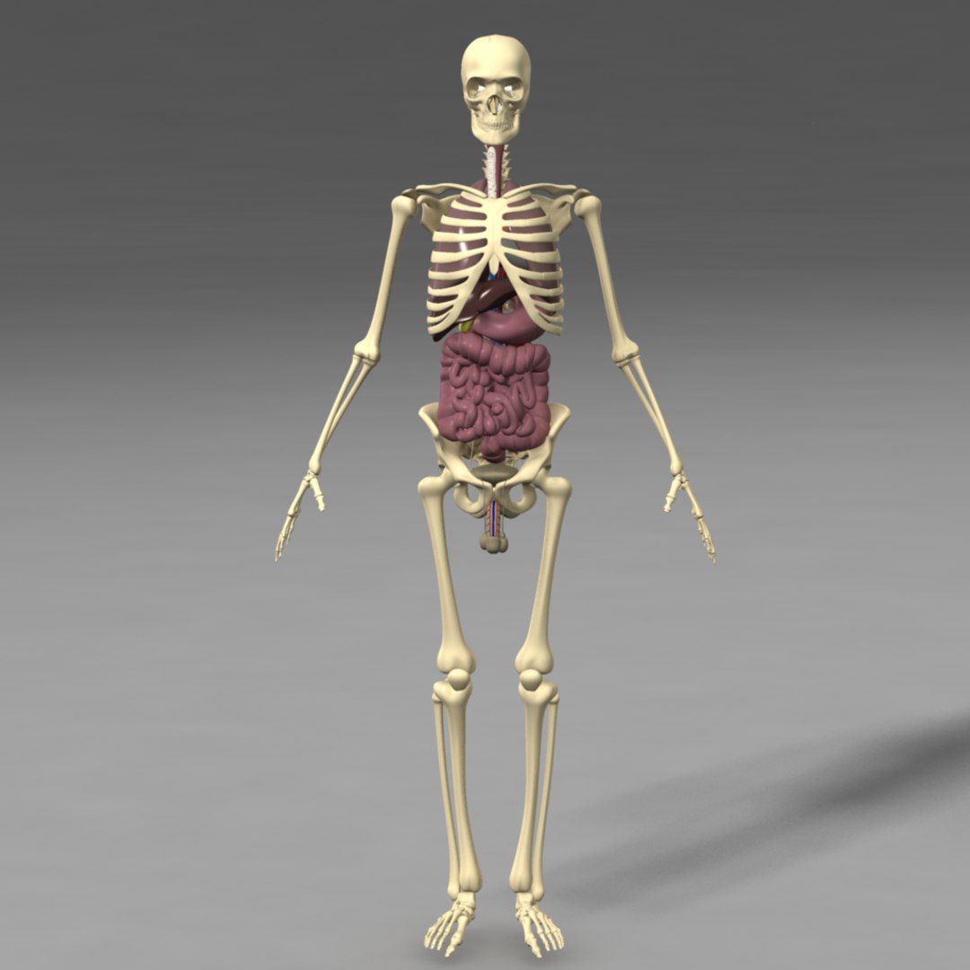 Anatomy Skeleton Internal Organs 3d Model