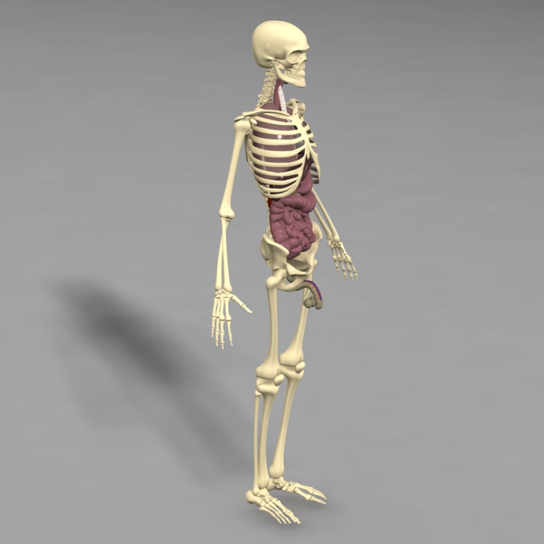 Anatomy Skeleton Internal Organs 3d Model