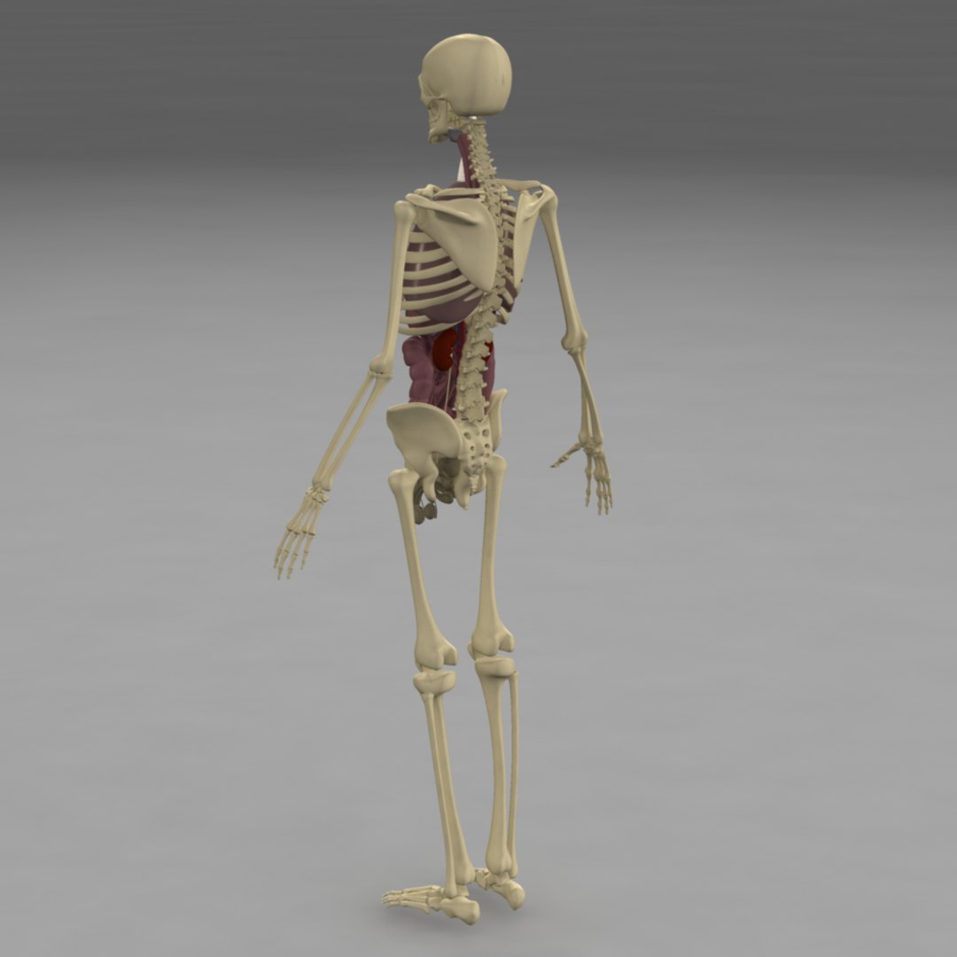 Anatomy Skeleton Internal Organs 3d Model
