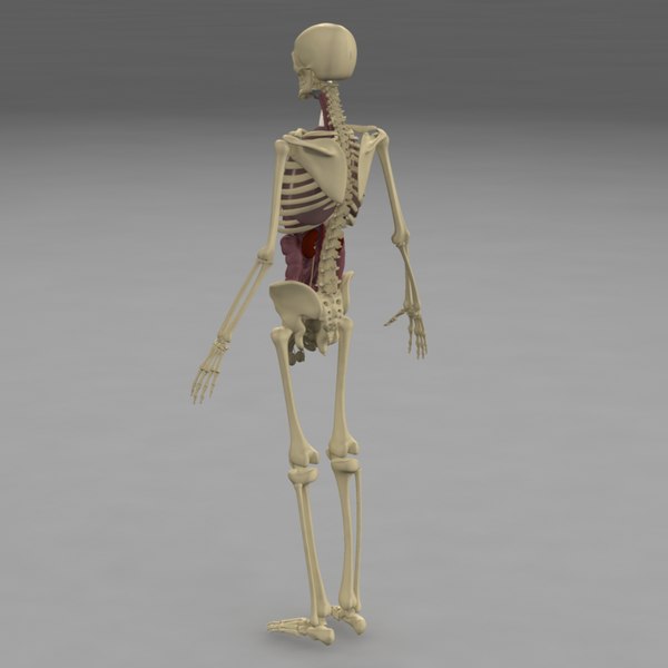 anatomy skeleton internal organs 3d model