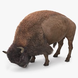 3D Buffalo Models | TurboSquid