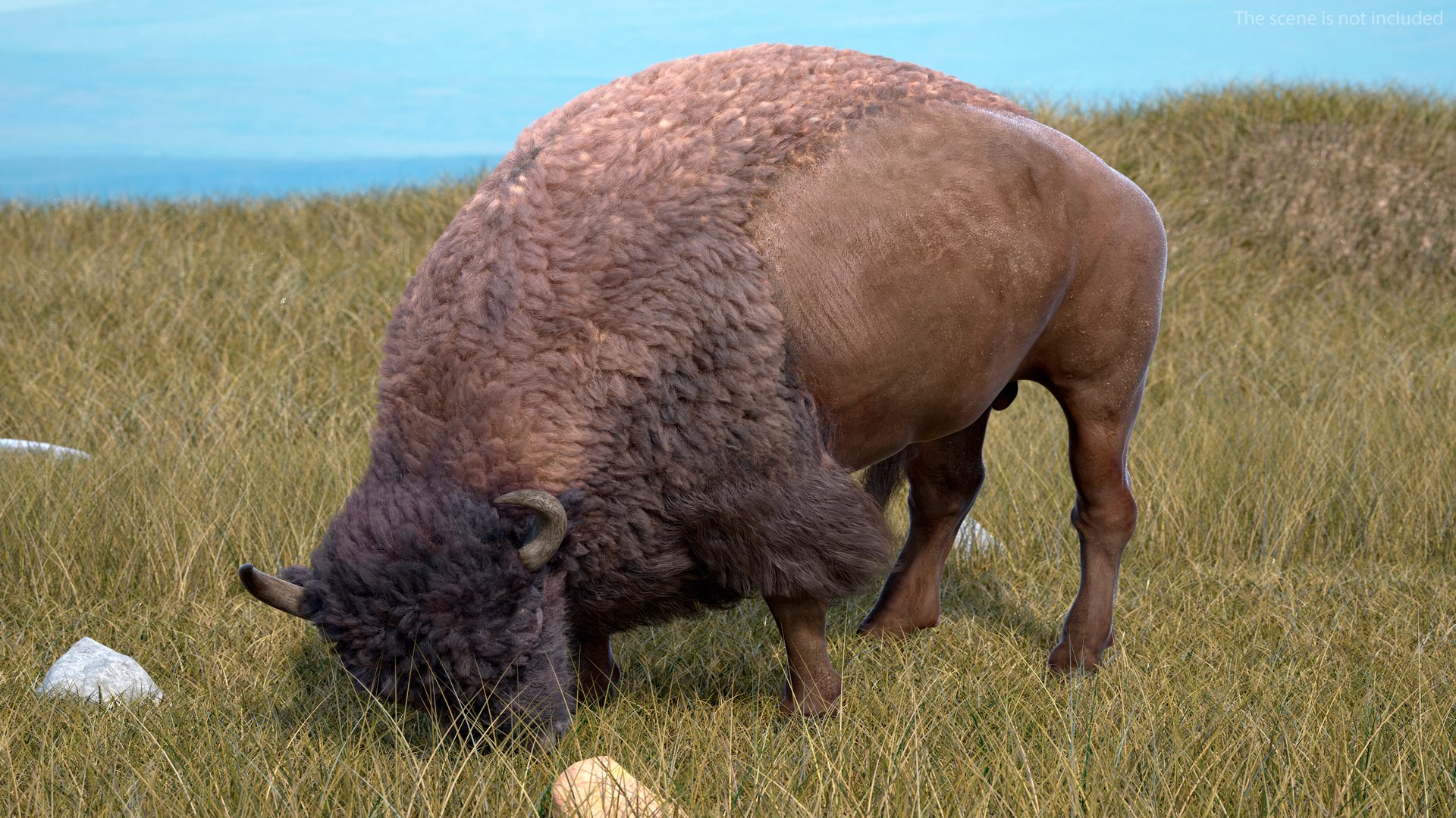 3D Grazing American Bison Bull With Fur - TurboSquid 2129041