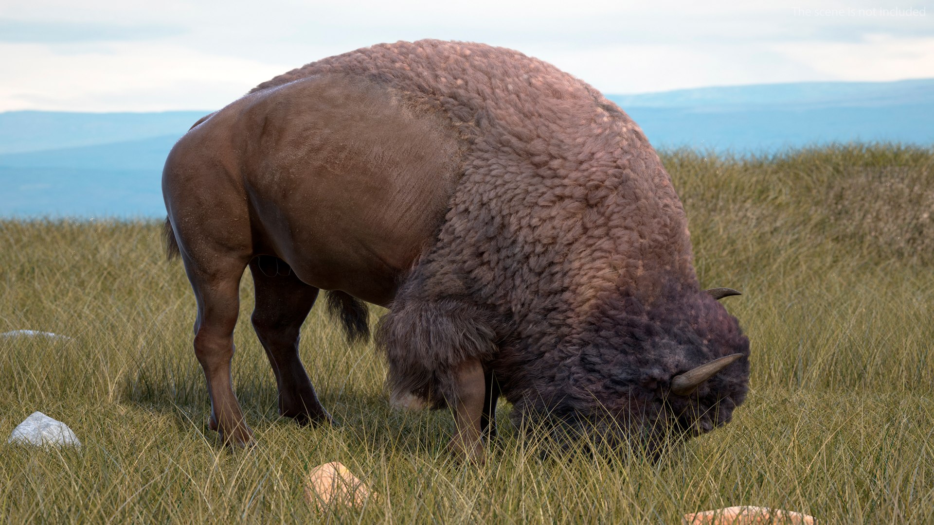 3D Grazing American Bison Bull With Fur - TurboSquid 2129041
