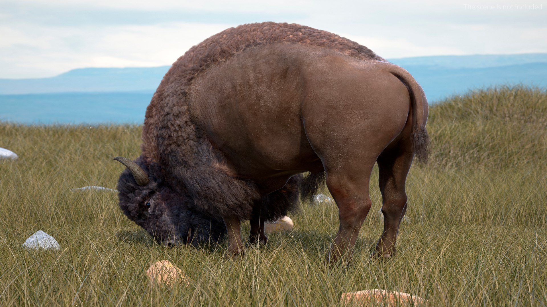 3D Grazing American Bison Bull With Fur - TurboSquid 2129041