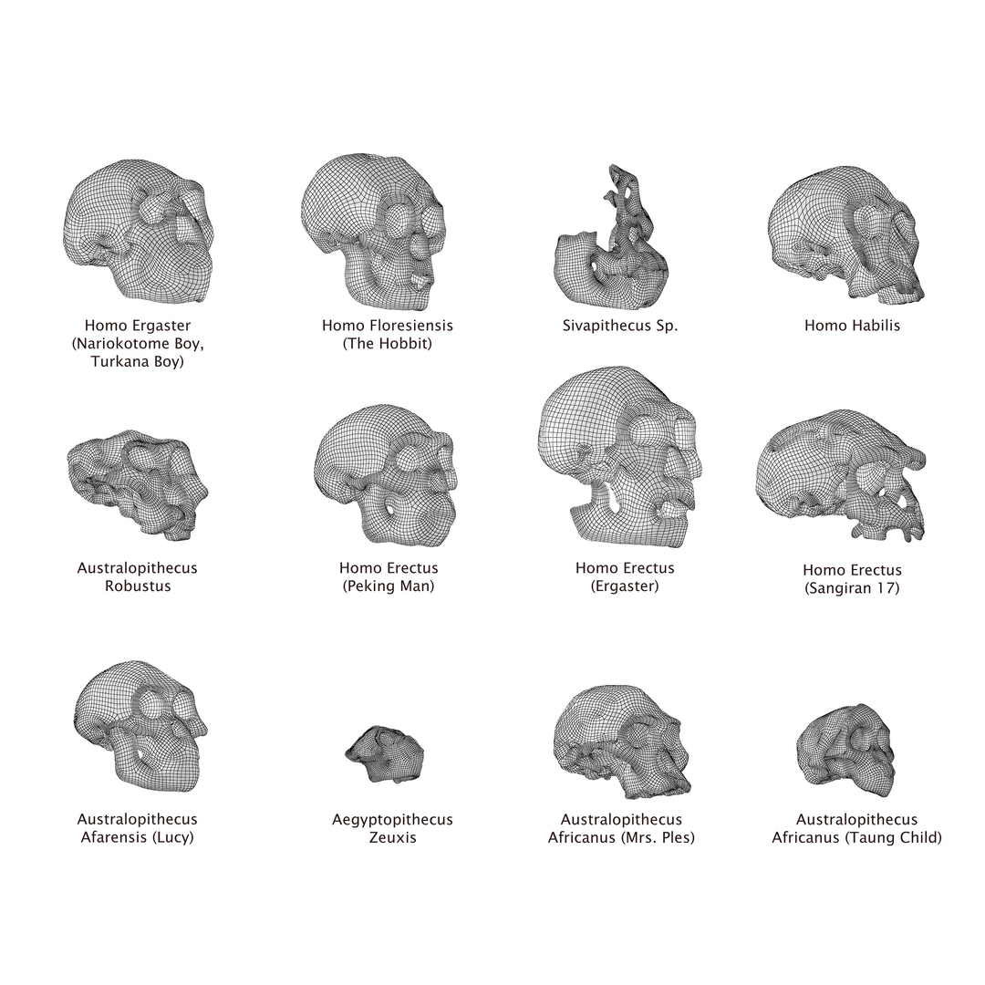 3D skulls homo erectus peking - TurboSquid 1331631