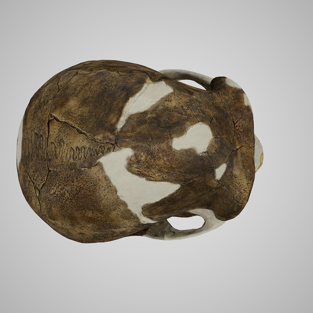 3D Skulls Homo Erectus Peking - TurboSquid 1331631