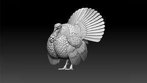 Free 3D Turkey Models | TurboSquid