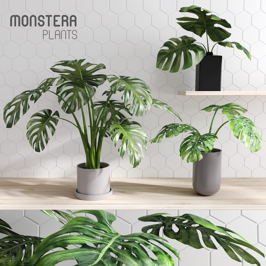 Monstera Plants 3D Model | 1148546 | TurboSquid