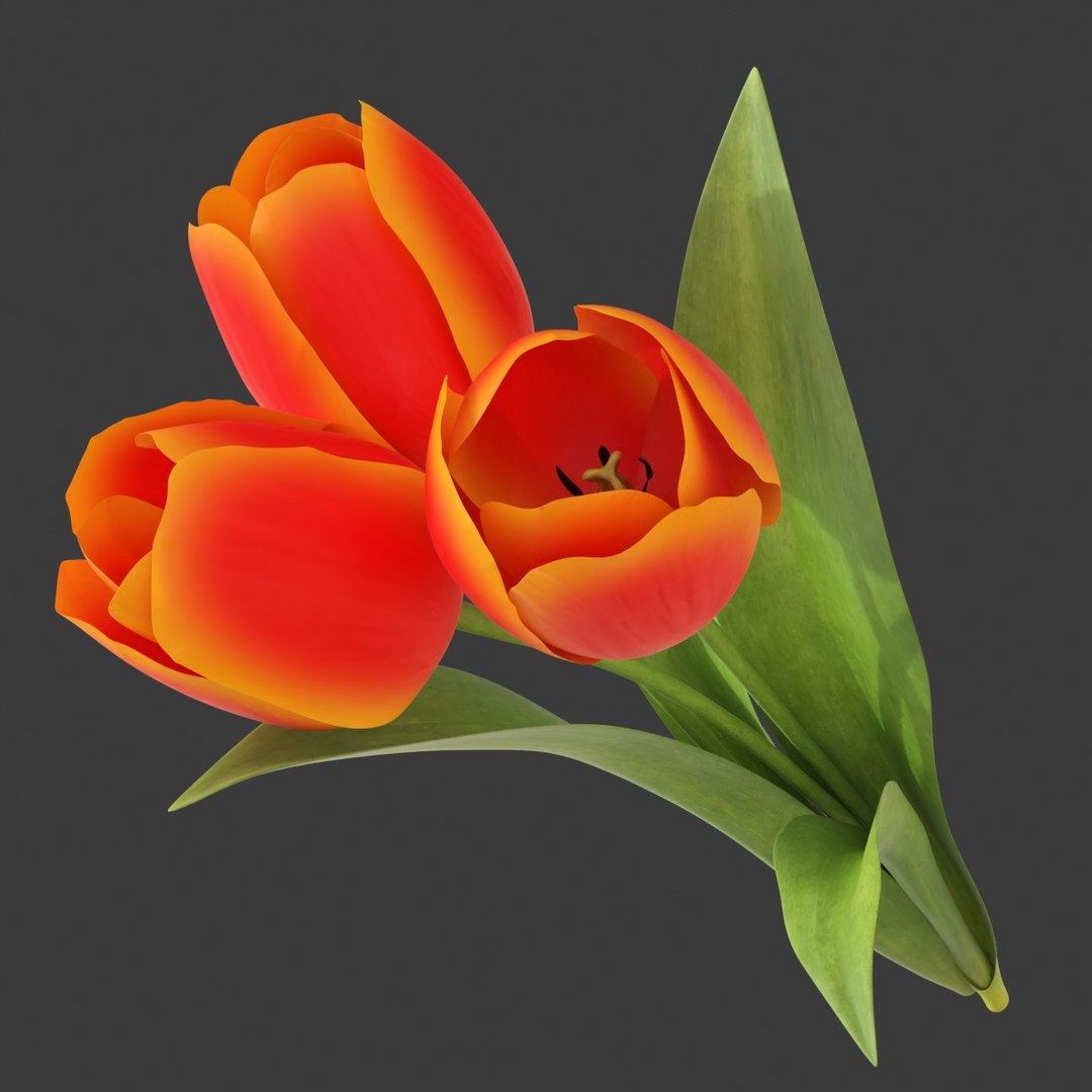 Tulip 3 Flower 3D Model - TurboSquid 1205776