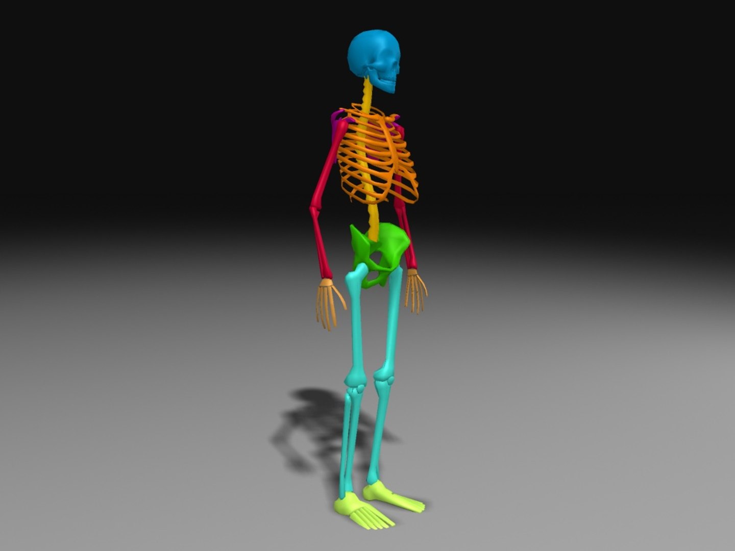 3d Human Skeleton Model