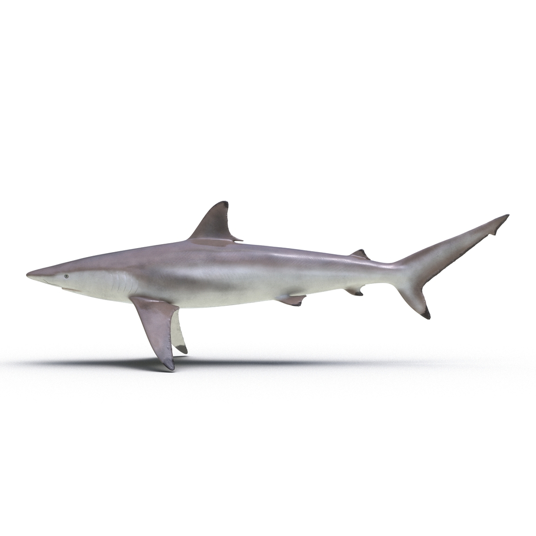Spinner Shark 3d 3ds