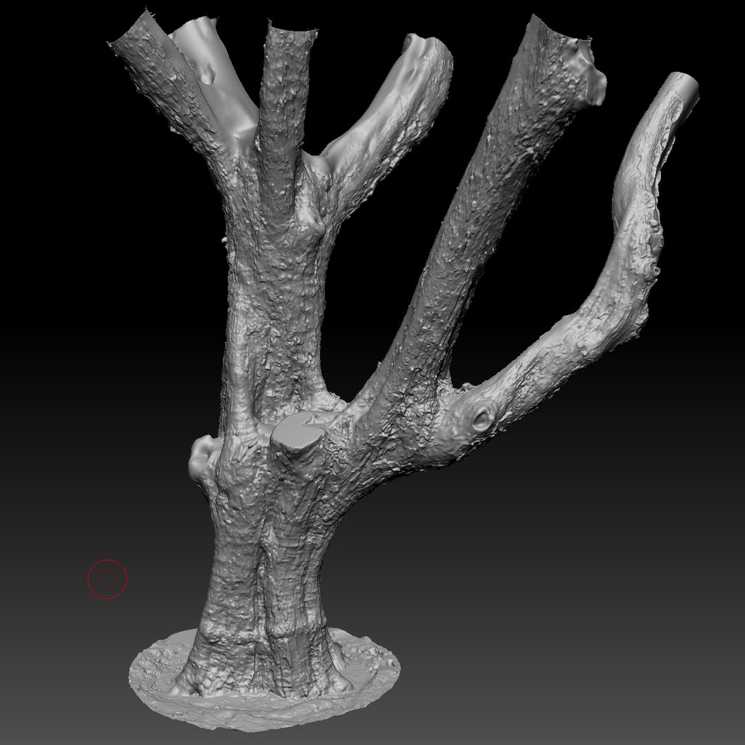 Jacaranda Tree 3d Model
