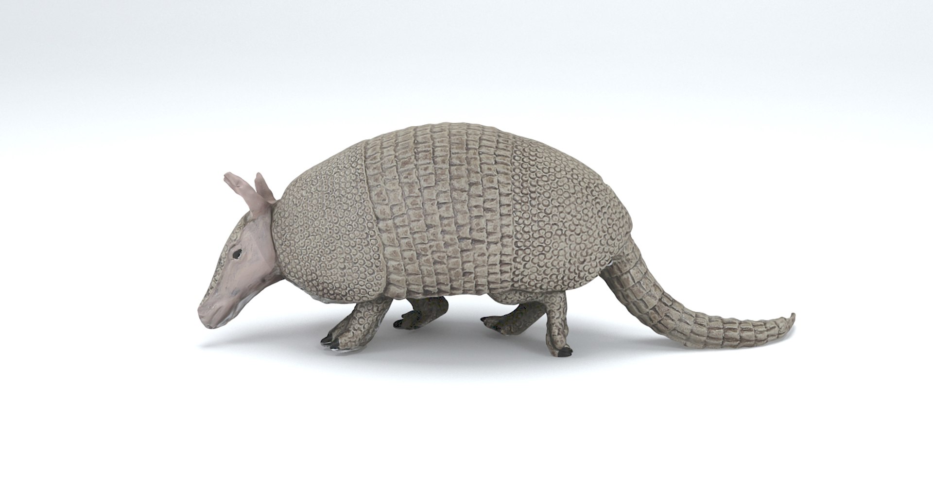 Armadillo 3d Model