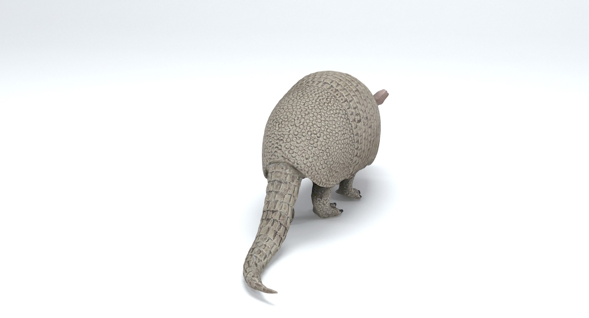 Armadillo 3d Model