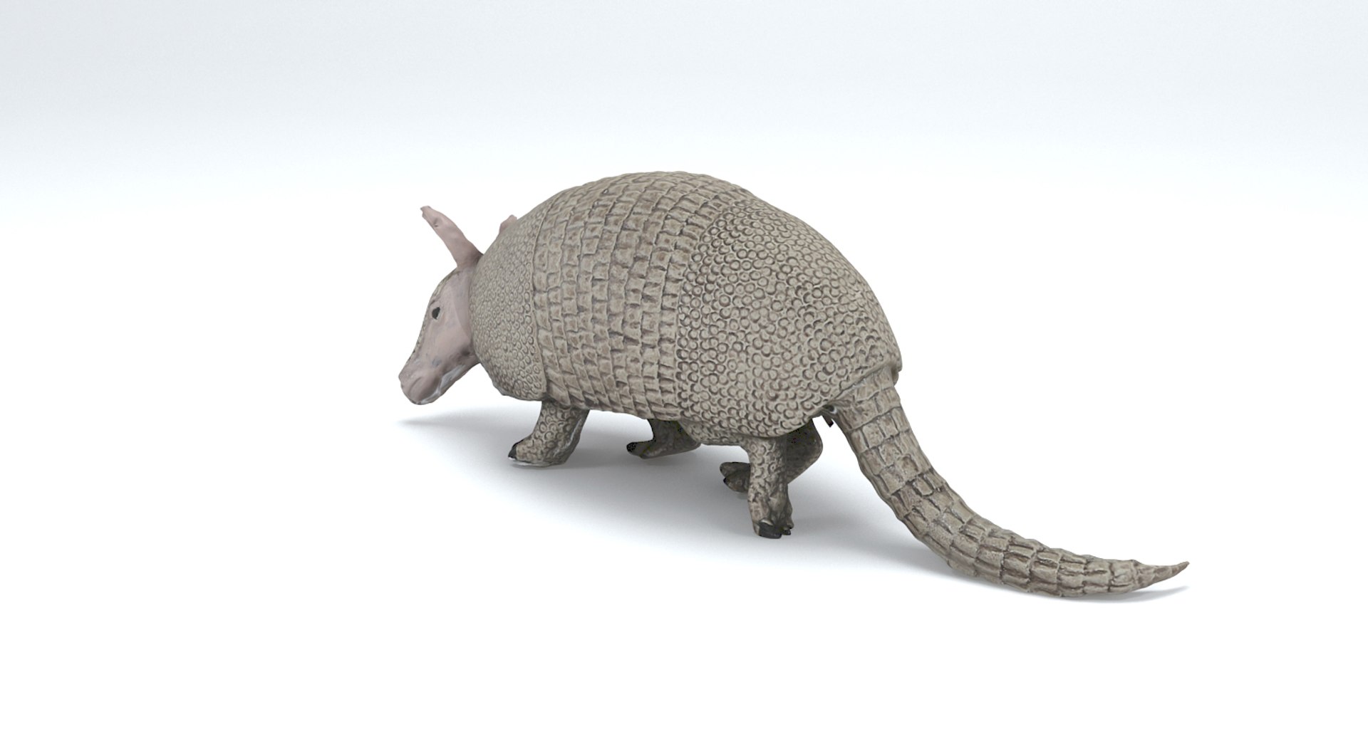 Armadillo 3d Model
