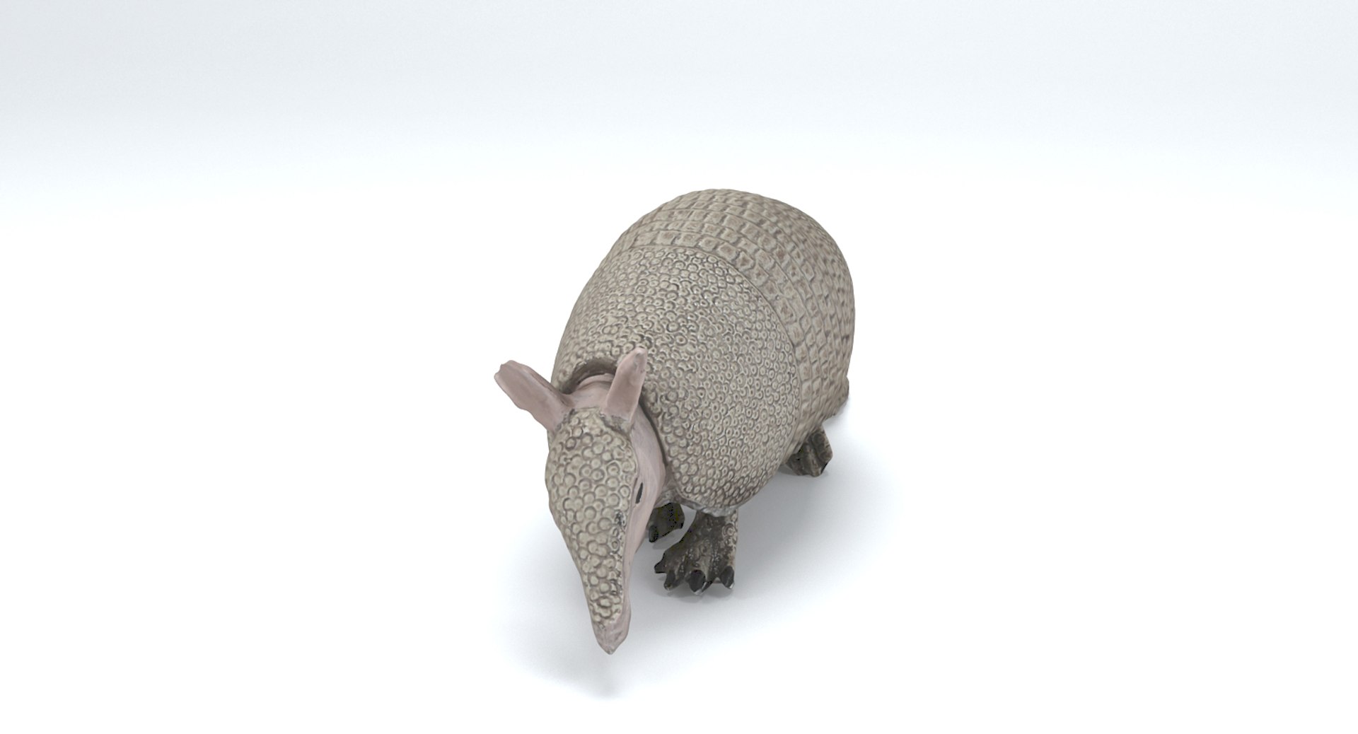 Armadillo 3d Model