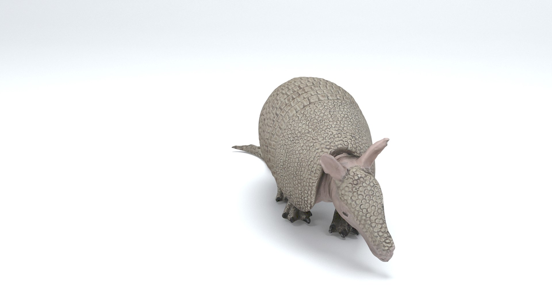 Armadillo 3d Model