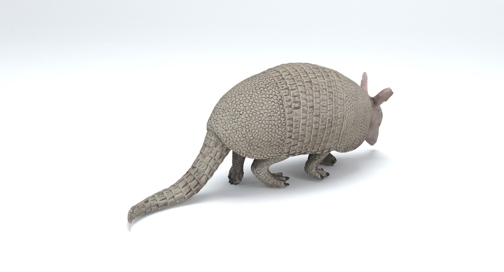 Armadillo 3d Model
