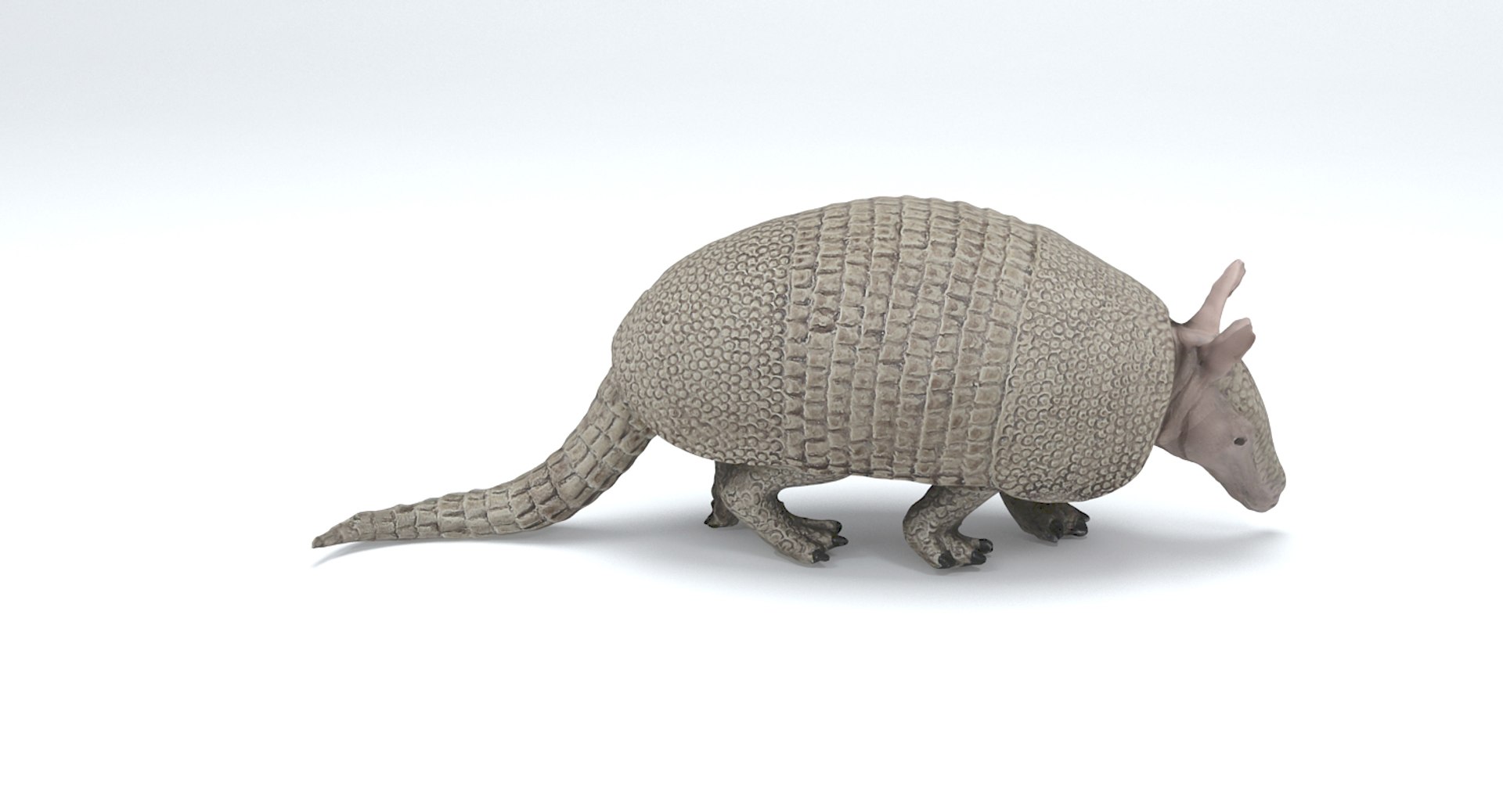 Armadillo 3d Model