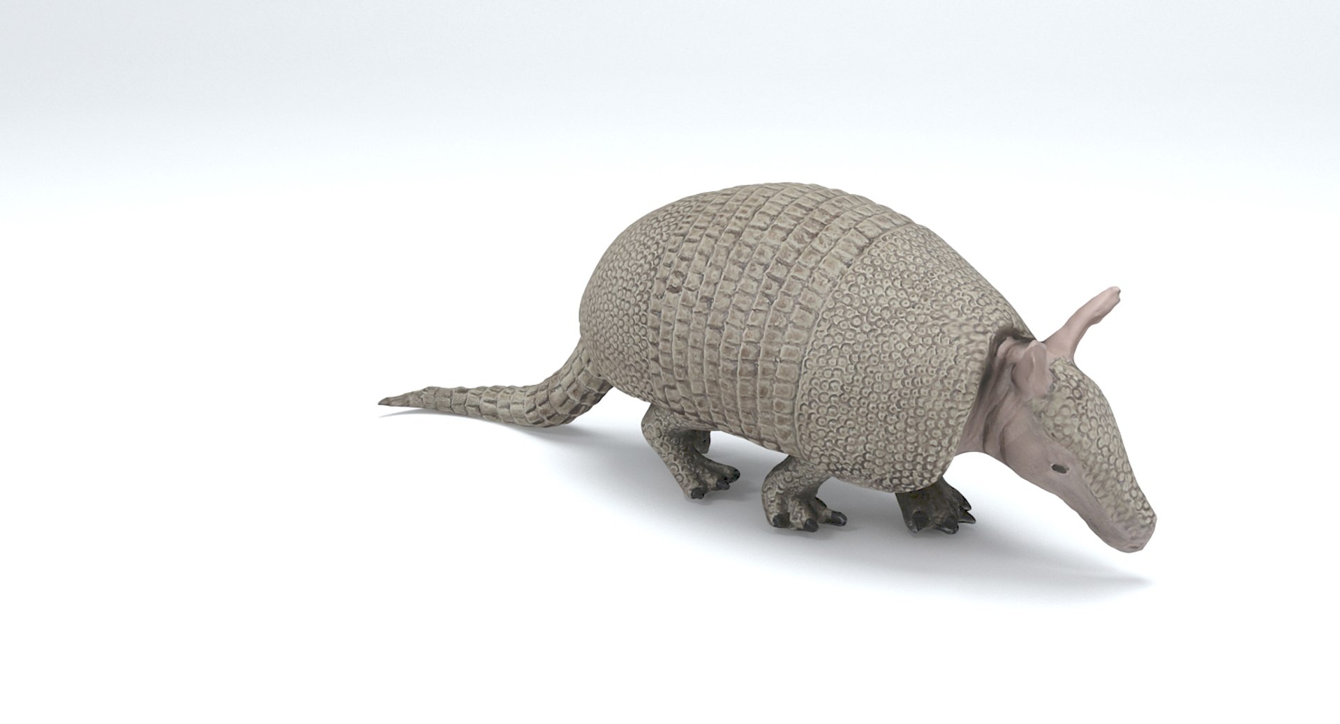 Armadillo 3d Model