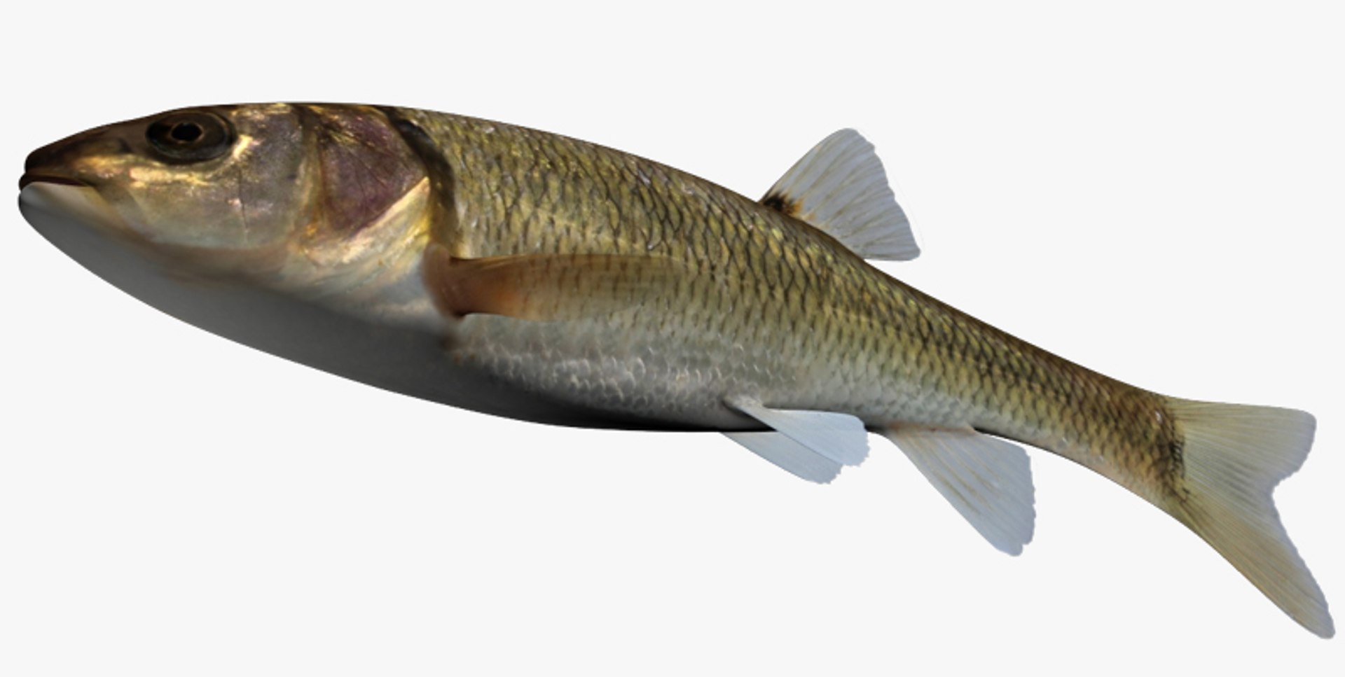 Freshwater Chub Collection 3D model - TurboSquid 1817311