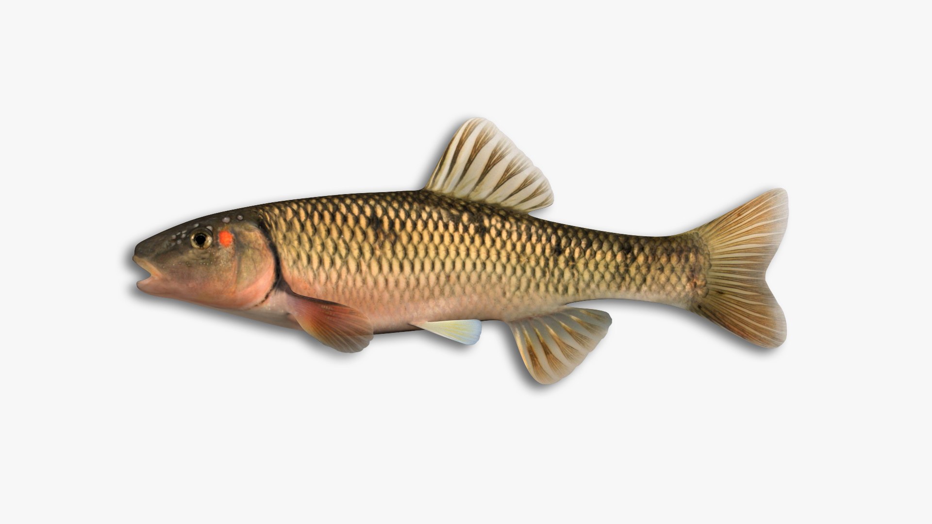 Freshwater Chub Collection 3D model - TurboSquid 1817311