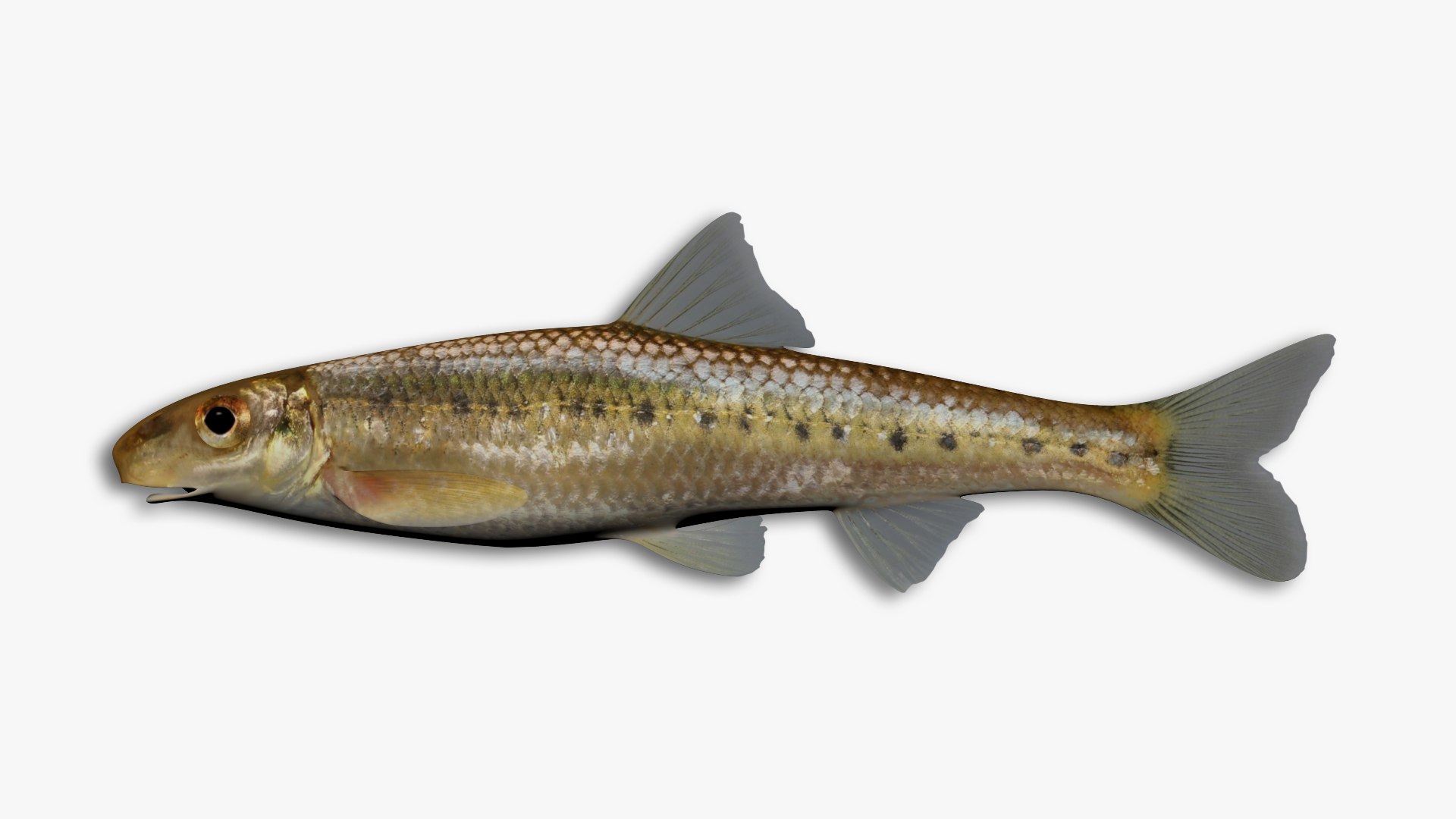 Freshwater Chub Collection 3D model - TurboSquid 1817311