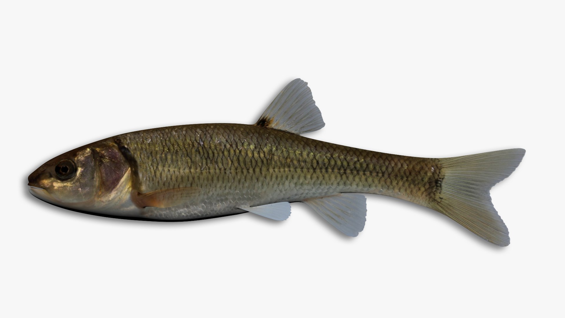 Freshwater Chub Collection 3D model - TurboSquid 1817311